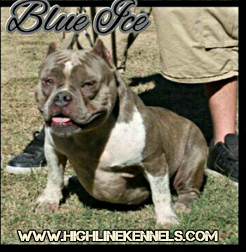 ~High Line Kennels~ 100% Pure Bred Blue American Bully Pit Bulls